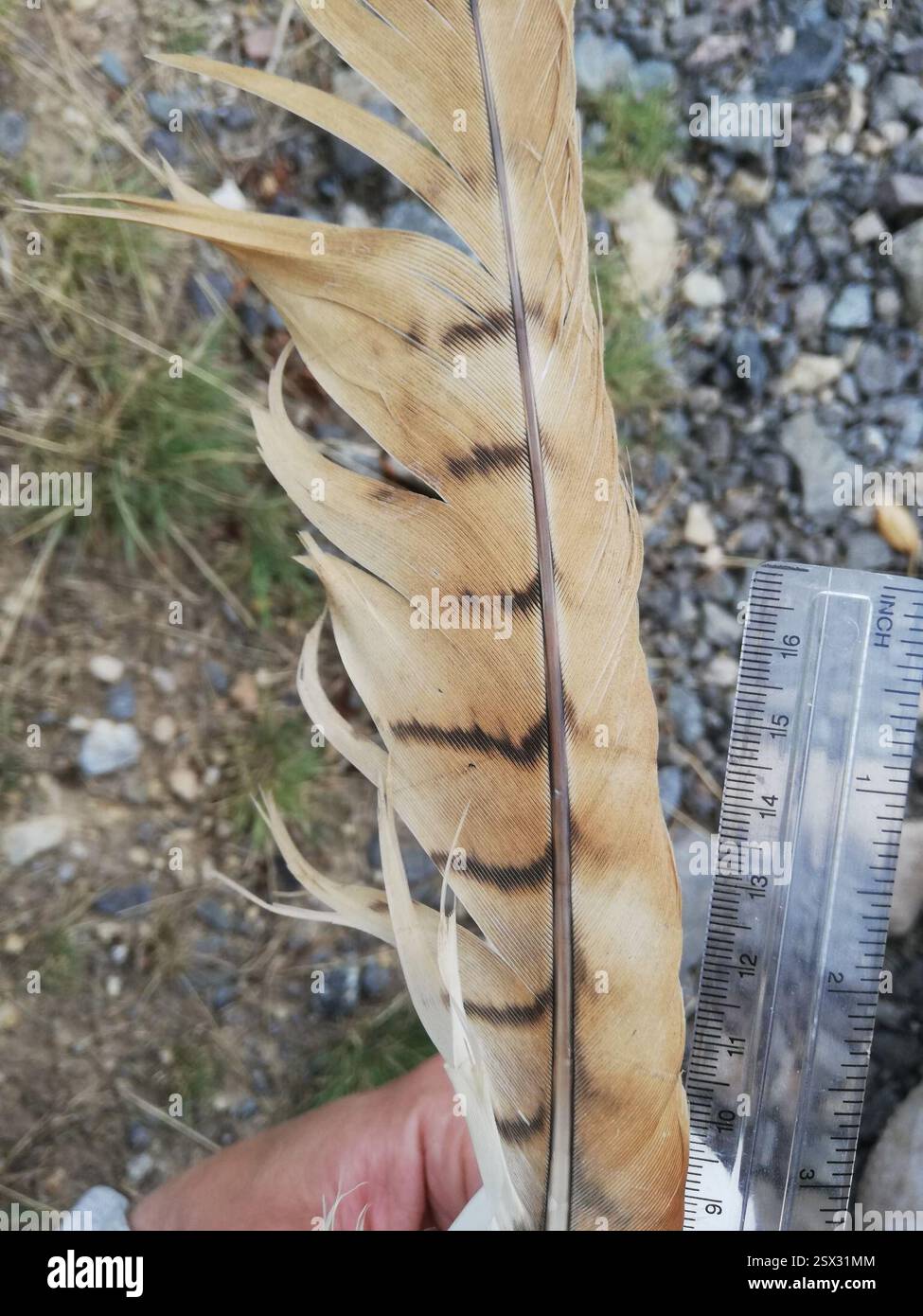 Red Kite (Milvus milvus), Aves, Ballenstedt, Germany, Color of ginger ...