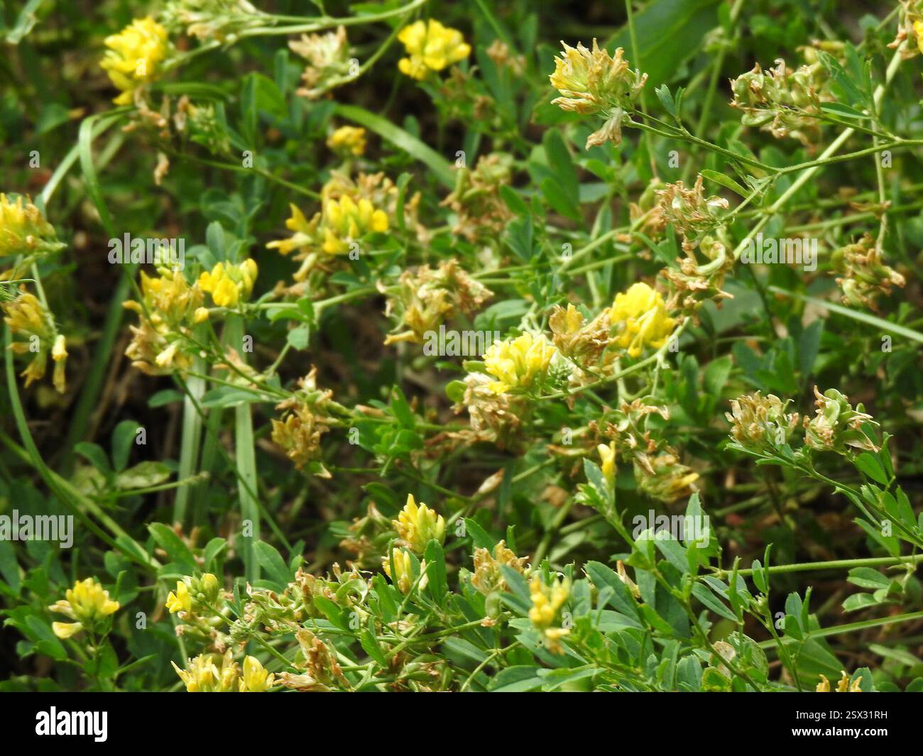 sickle alfalfa (Medicago falcata), Plantae, Budapest, Tabán, Hungría ...