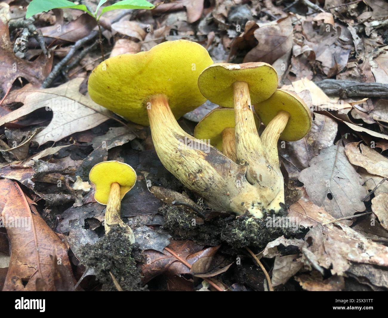 clustered brown bolete (Aureoboletus innixus), Fungi, Maryland, US ...