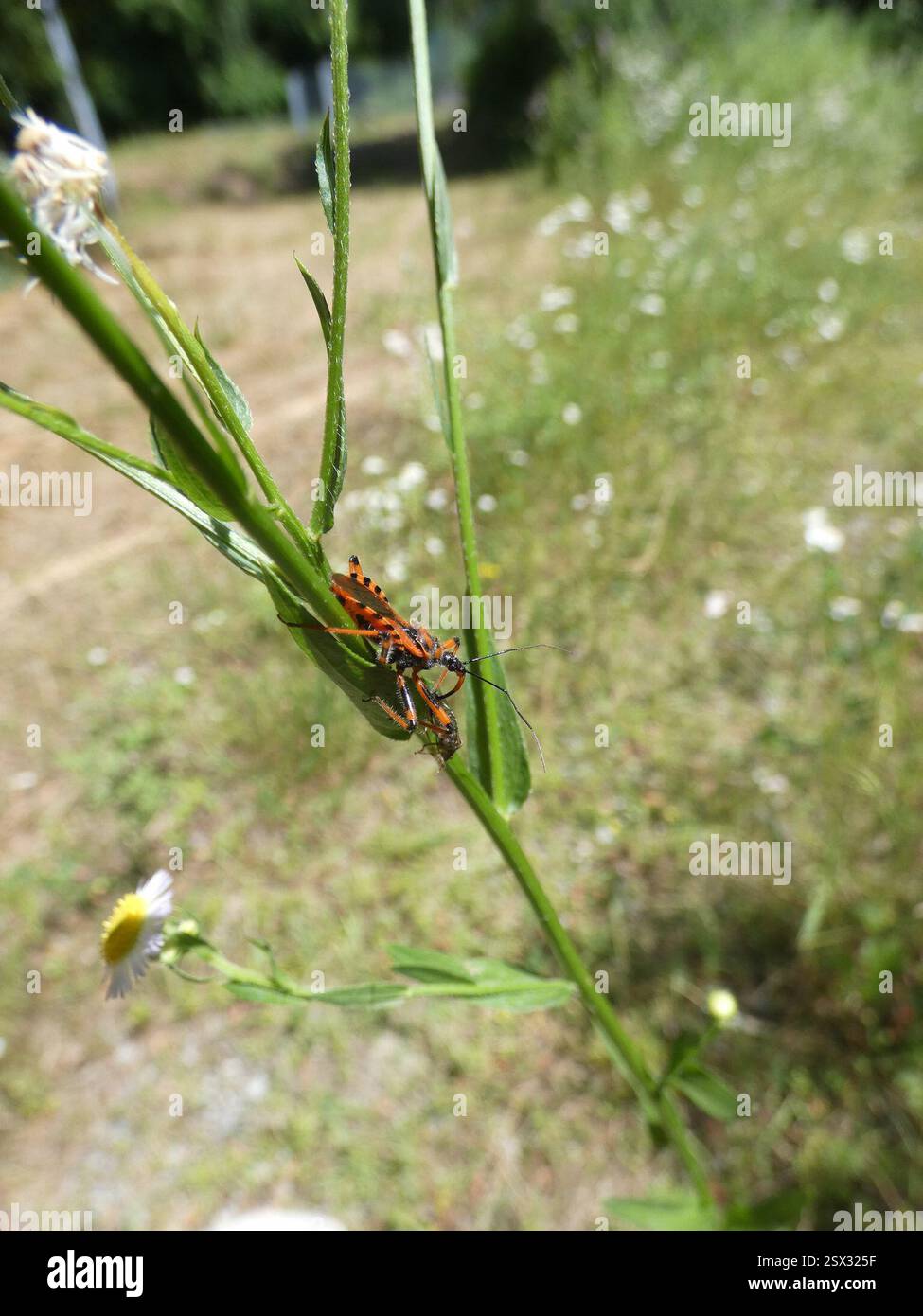 (Rhynocoris iracundus), Insecta, centrale talamona Stock Photo - Alamy