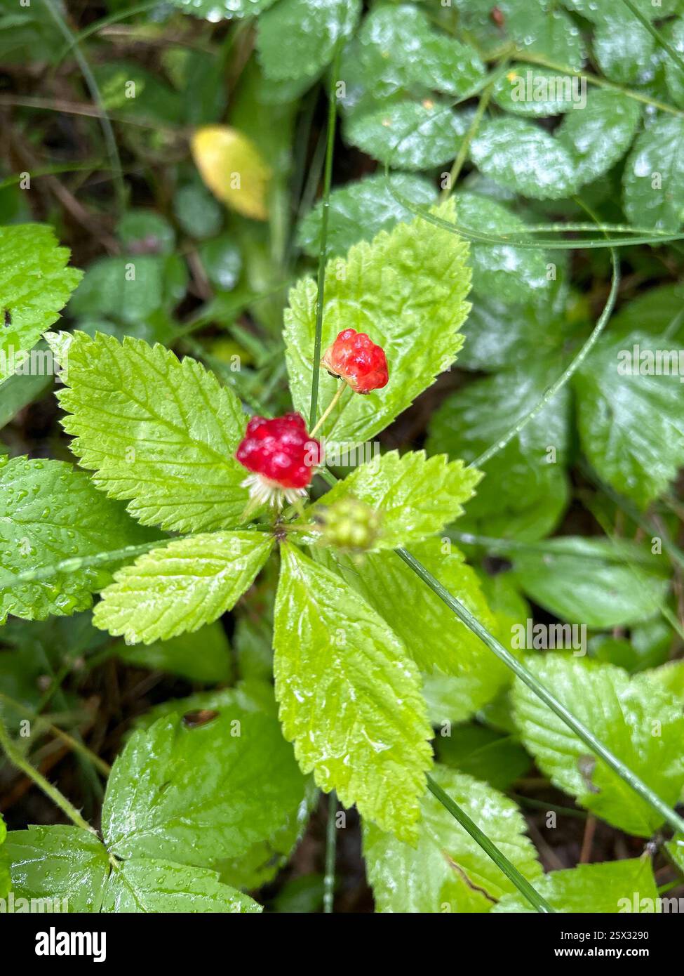 dwarf raspberry (Rubus pubescens), Plantae, Lamont County, AB, CA Stock ...