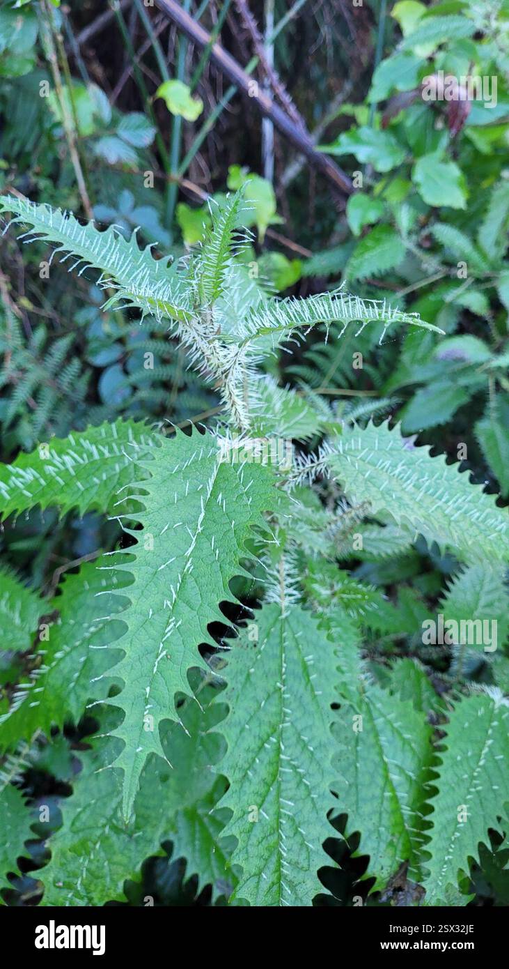Tree Nettle (Urtica ferox), Plantae, Kaniere, Hokitika, New Zealand ...