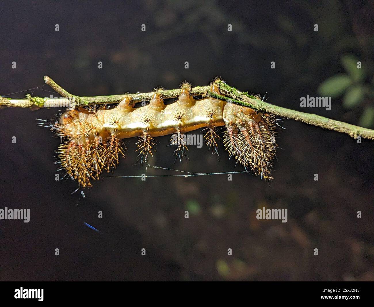 Eyed Silkmoths (Automeris), Insecta, Corregimiento de Cristóbal, Panama ...