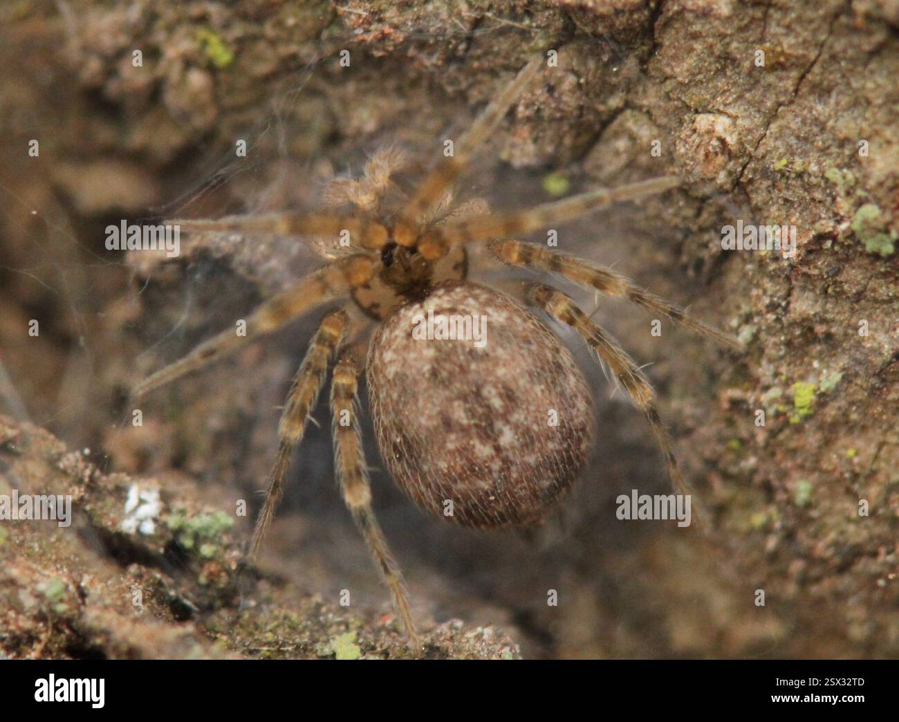 Wall Spiders (Oecobius), Arachnida, Emerald Hill, Harare, Zimbabwe ...