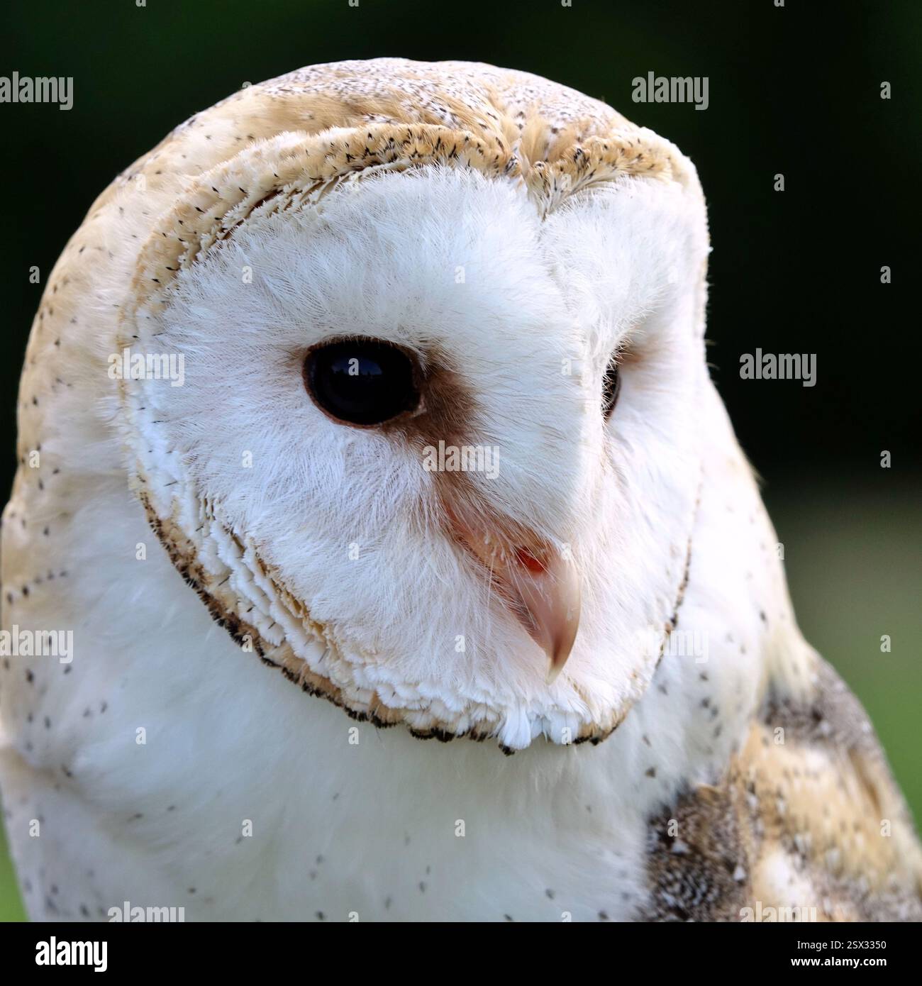 Close-up portrait of the head of an isolated barn owl nocturnal bird of ...