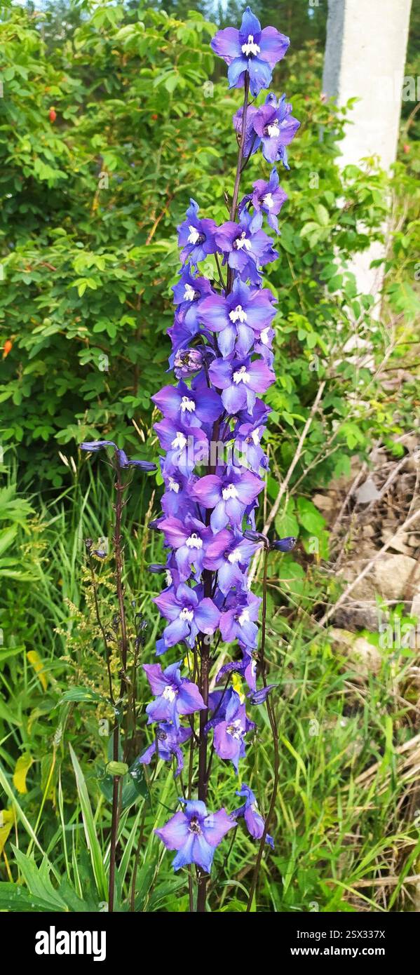 garden delphinium (Delphinium cultorum), Plantae, Свердловская обл., Россия, 624445 Stock Photo ...