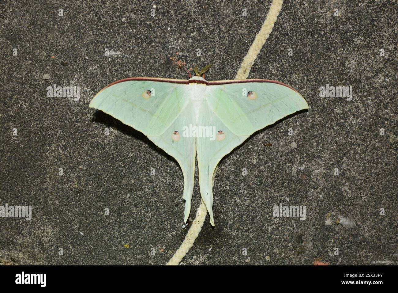 Chinese Moon Moth (Actias ningpoana), Insecta, 中国浙江省杭州市临安区 Stock Photo ...