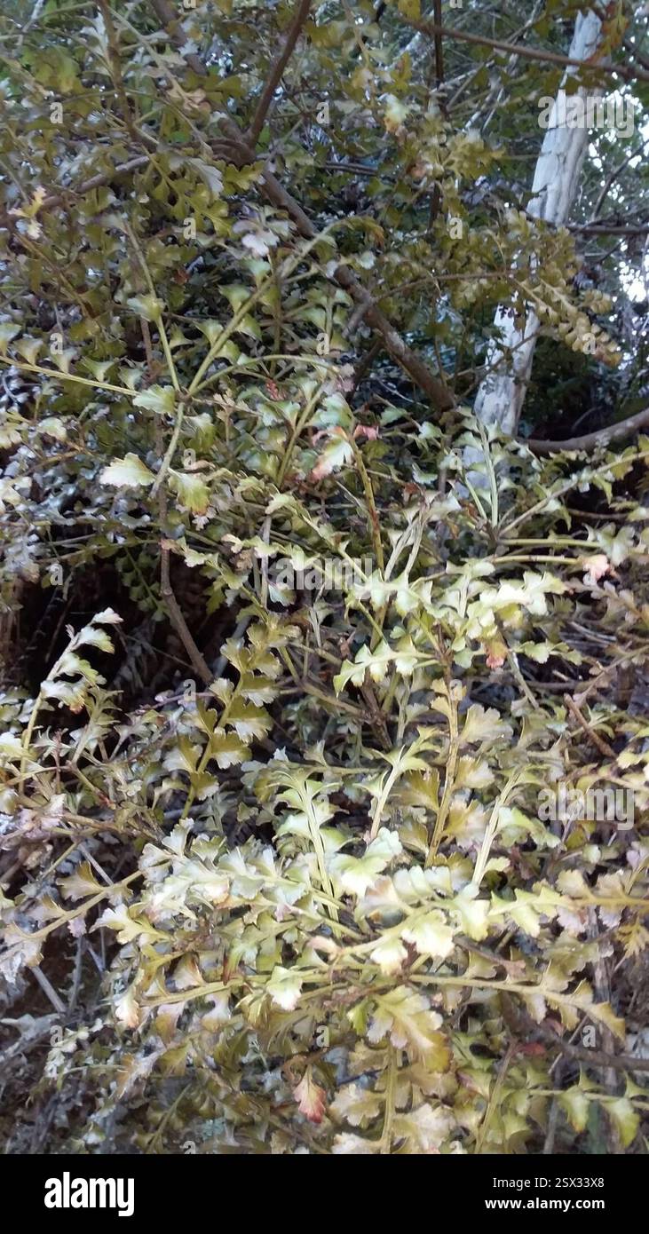 celery pine (Phyllocladus trichomanoides), Plantae, Maitai, Nelson, New ...