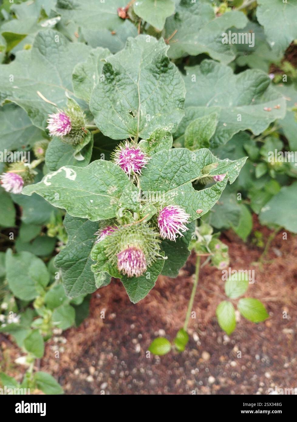lesser burdock (Arctium minus), Plantae, West End, Southampton SO30 3AZ ...