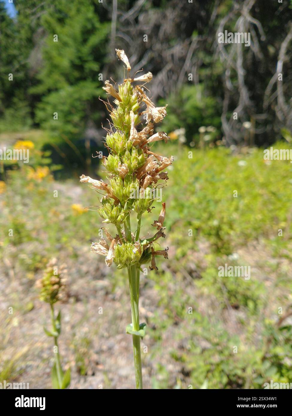 Glaucous Beardtongue (Penstemon euglaucus), Plantae, The Dalles, OR ...