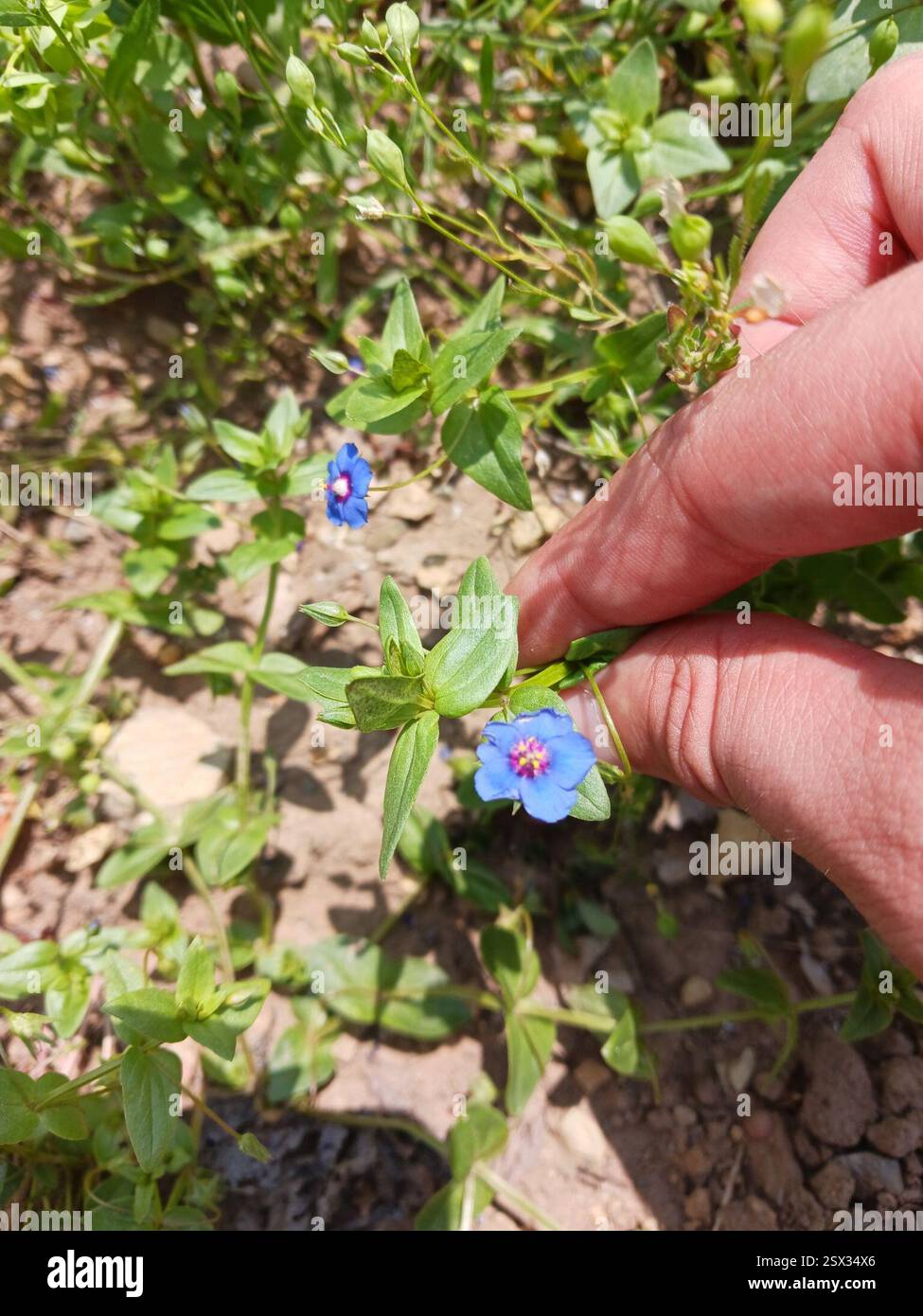 Foemina Blue Pimpernel (Lysimachia foemina), Plantae, 35043 Marburg ...