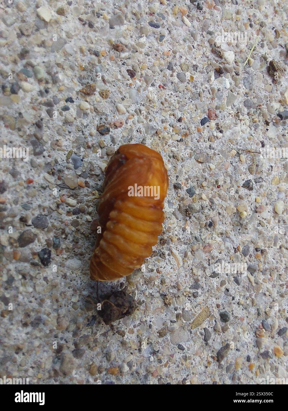 Insects (Insecta), Insecta, Indiana, US Stock Photo - Alamy