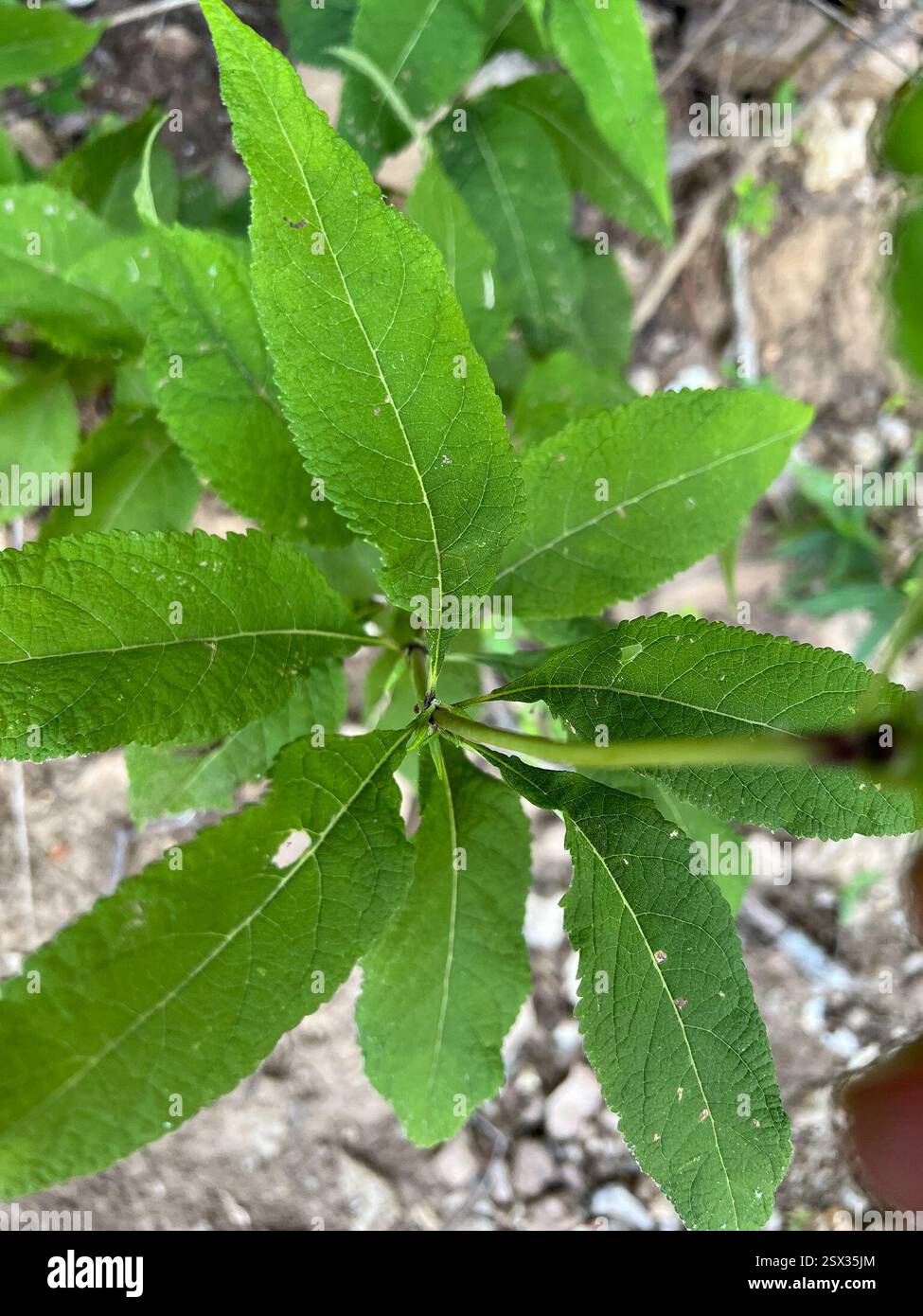 sweet Joe-Pye-weed (Eutrochium purpureum), Plantae, Mark Twain National ...