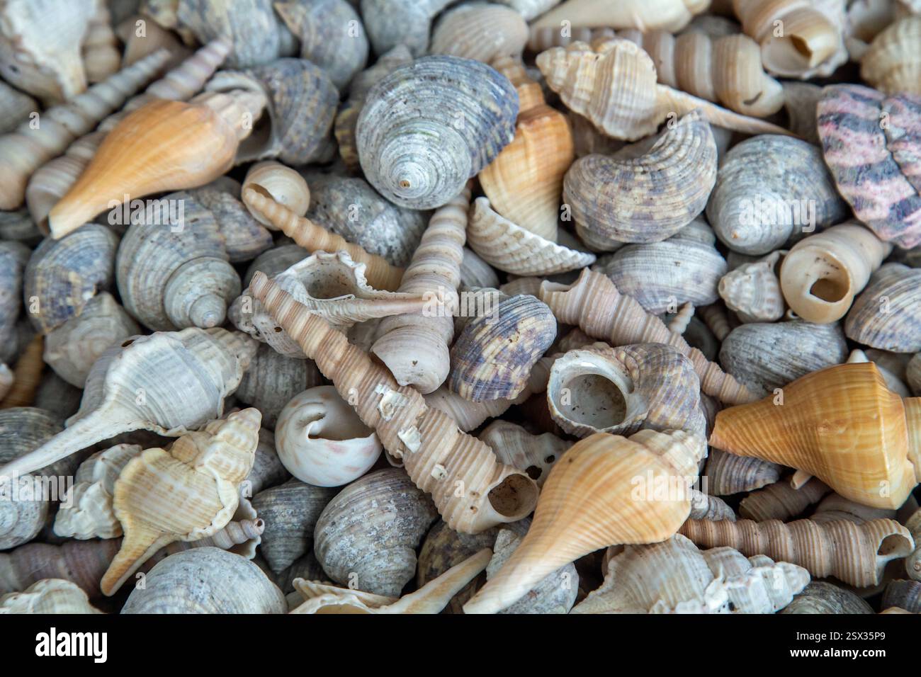 Koh Samui, Thailand, February 2025, close up landscape format ...