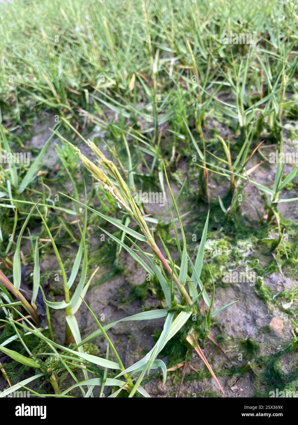 common cordgrass (Sporobolus anglicus), Plantae, Osea Island ...
