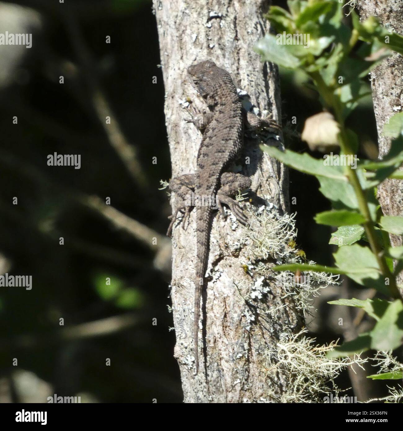 Western Fence Lizard (Sceloporus occidentalis), Reptilia, Mount ...
