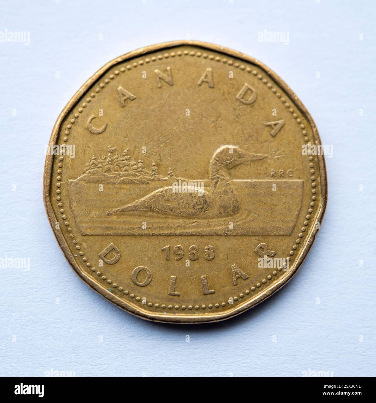 Still life of the rear of a 1988 Canadian one dollar coin, also known ...