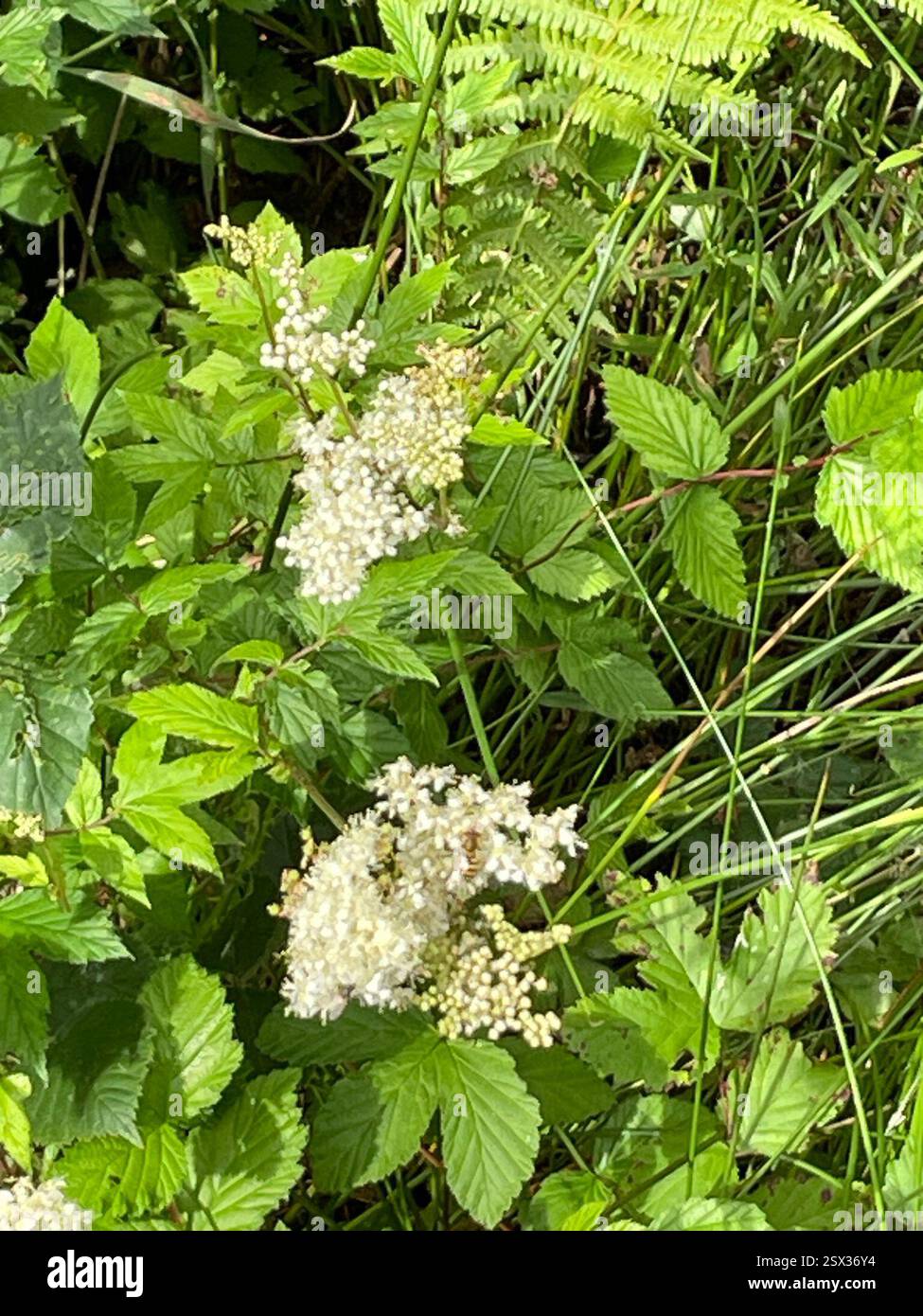 Meadowsweet (Filipendula ulmaria), Plantae, The Great Trossachs Forest ...