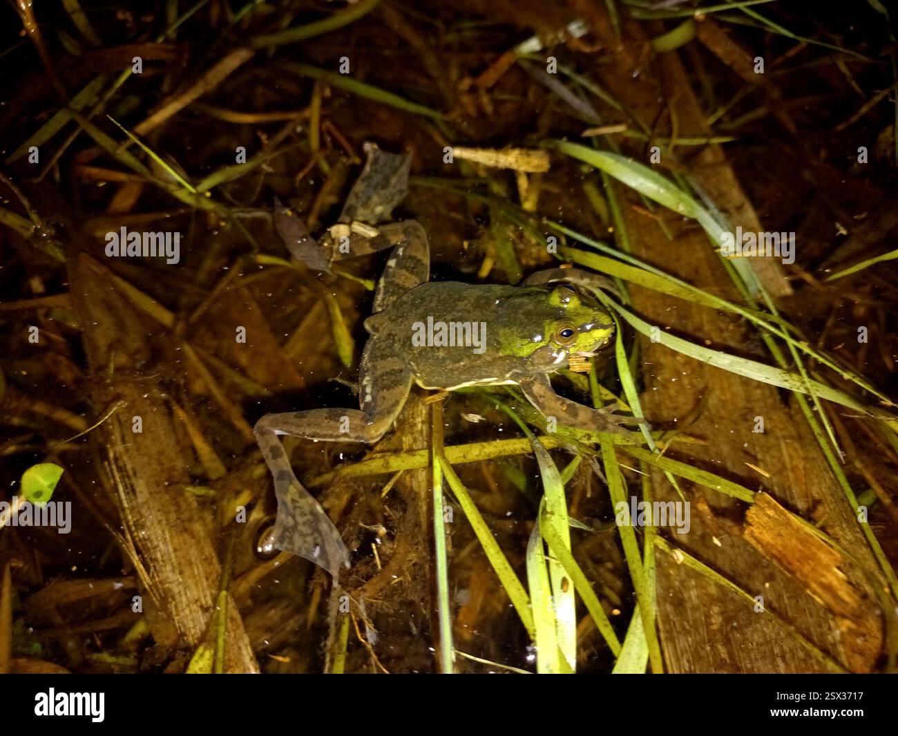 Lesser Swimming Frog (Pseudis minuta), Amphibia, 60000 San Félix ...