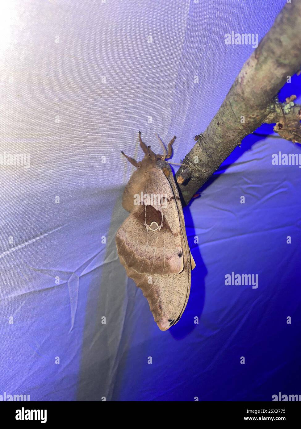Polyphemus Moth (Antheraea polyphemus), Insecta, New River State Park ...