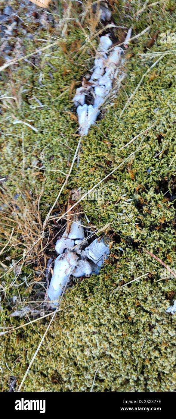 North American Mountain Lion (Puma concolor couguar), Mammalia, Youbou ...