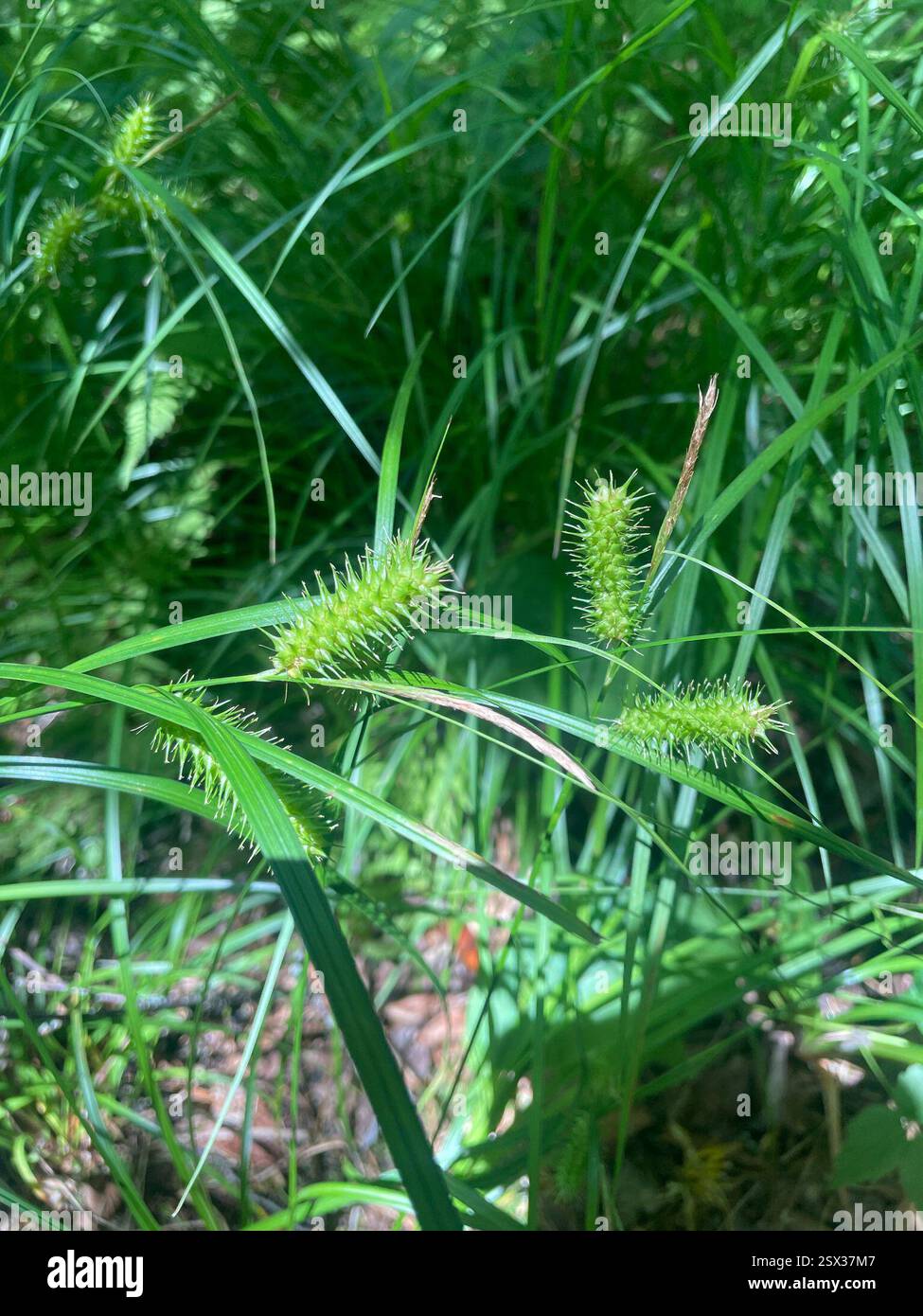 sallow sedge (Carex lurida), Plantae, Pisgah National Forest, Banner ...