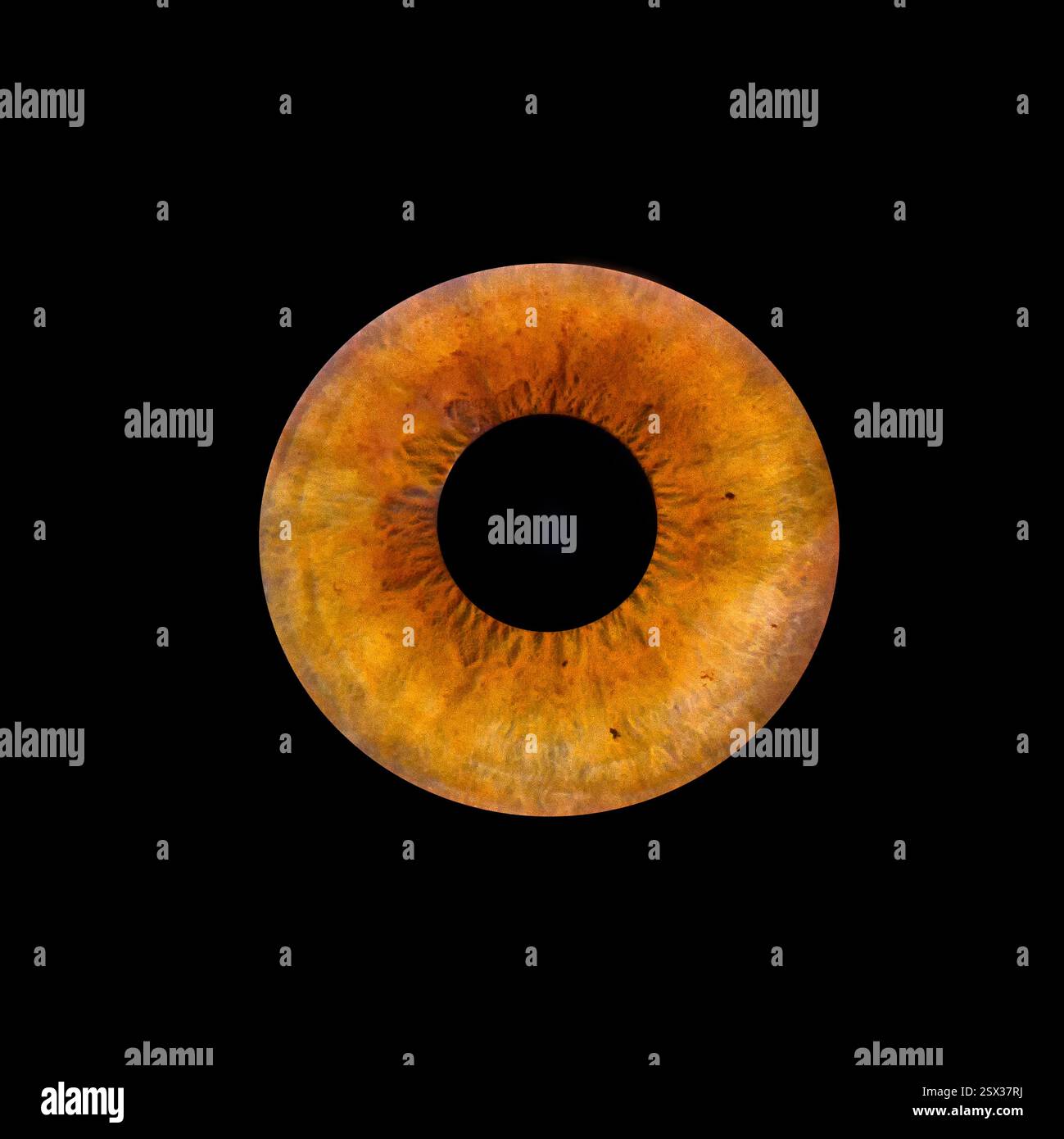 A striking close-up of a human iris, presented in a circular shape with ...