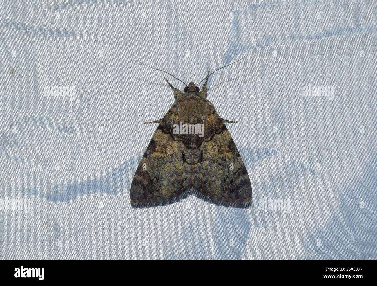 Patala hi-res stock photography and images - Alamy