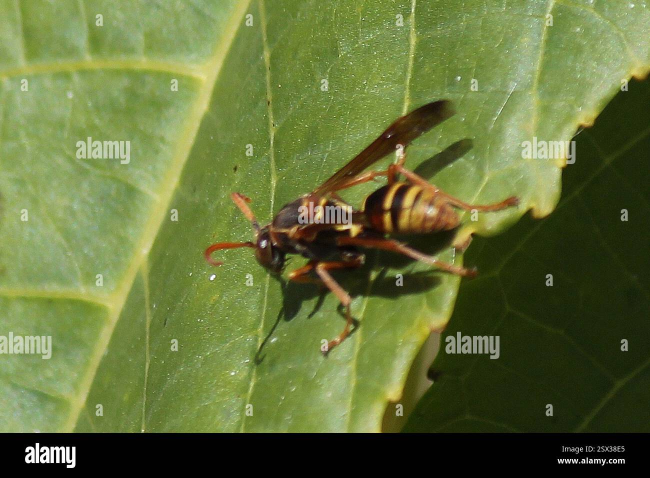 Australian Paper Wasp (Polistes humilis), Insecta, Fernvale QLD 4306 ...