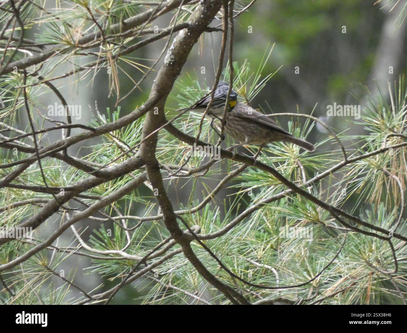 Brown-headed Cowbird (Molothrus ater), Aves, Pike County, PA, USA ...