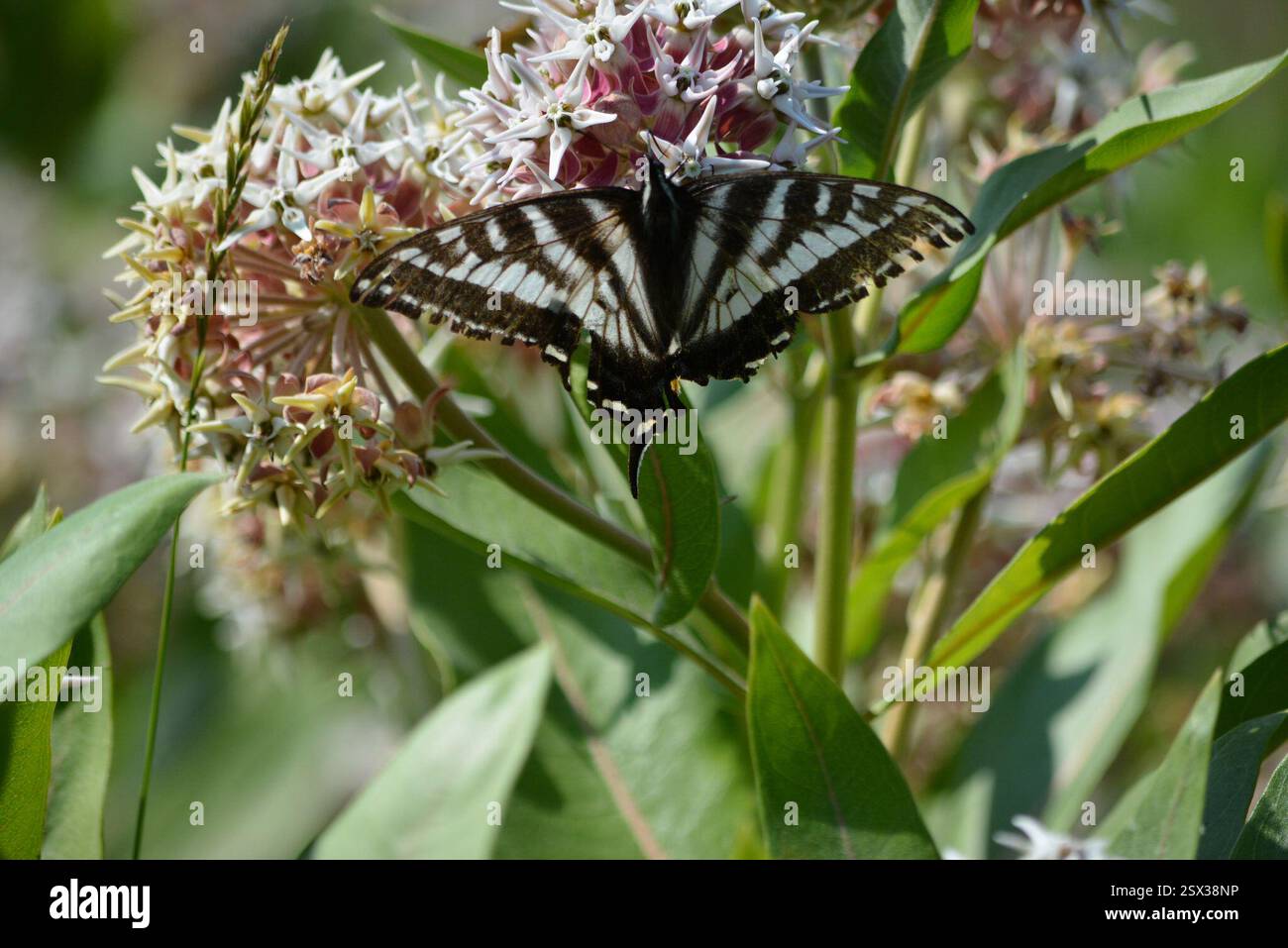Pale Swallowtail (Papilio eurymedon), Insecta, Tulameen Milkweed ...