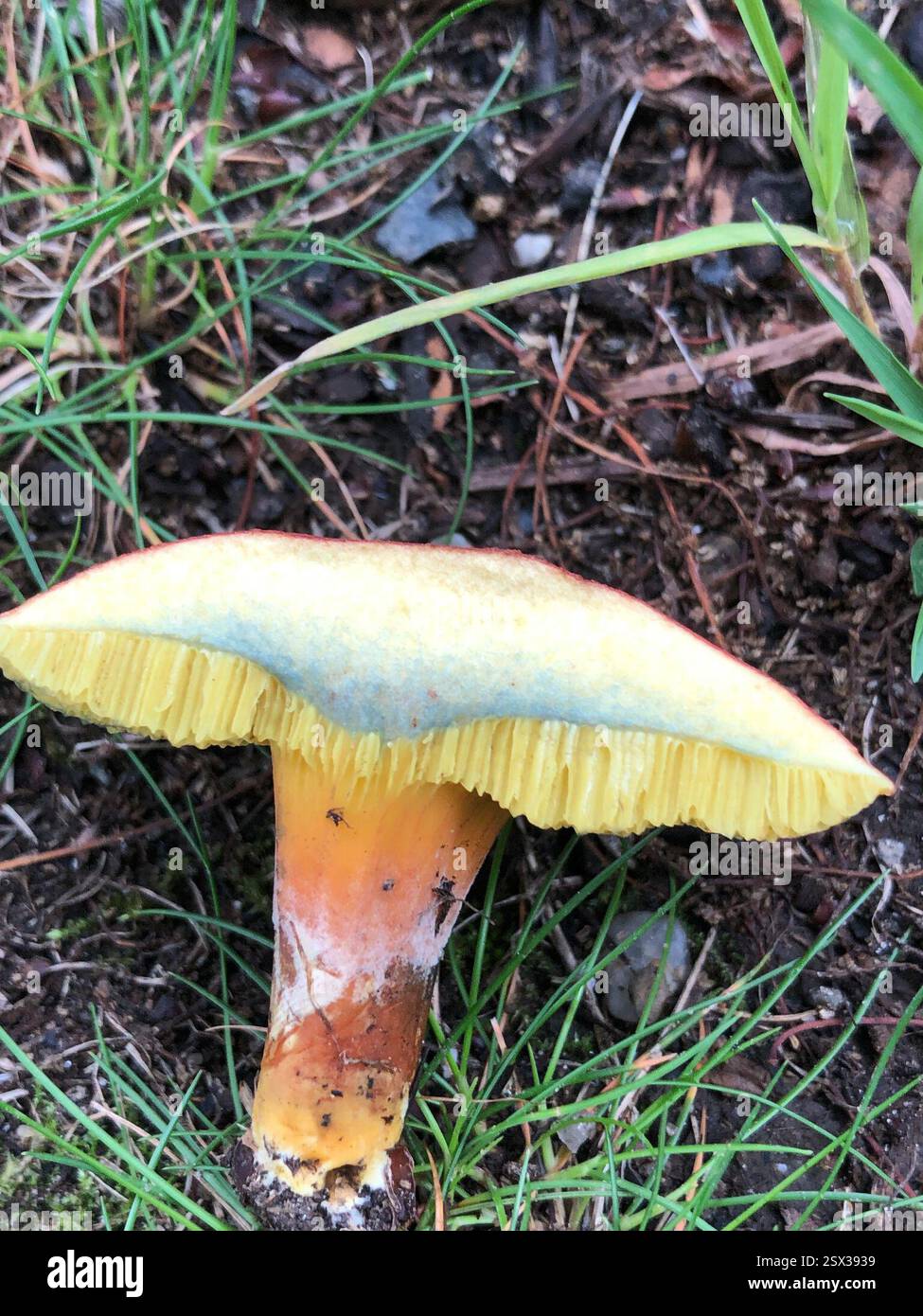 Ruby Bolete (Hortiboletus rubellus), Fungi, Sixth St, Cambridge, MA, US ...