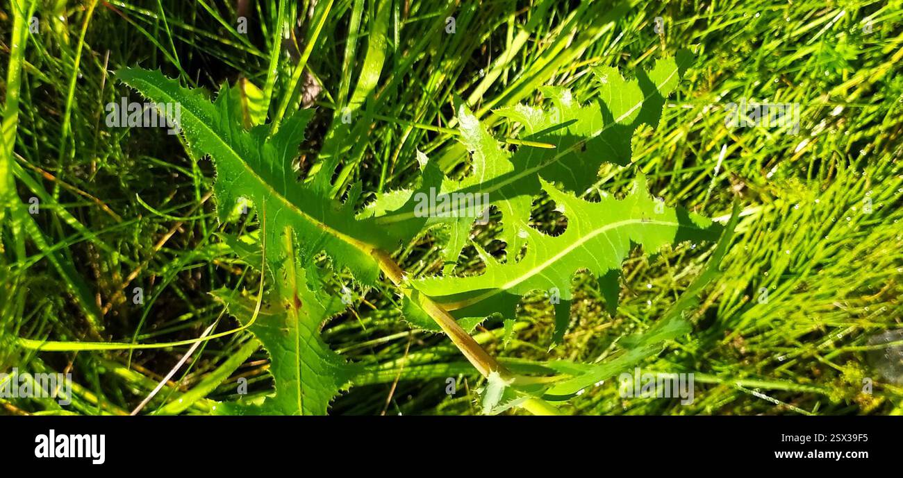 Smooth Field Sowthistle (Sonchus arvensis uliginosus), Plantae ...