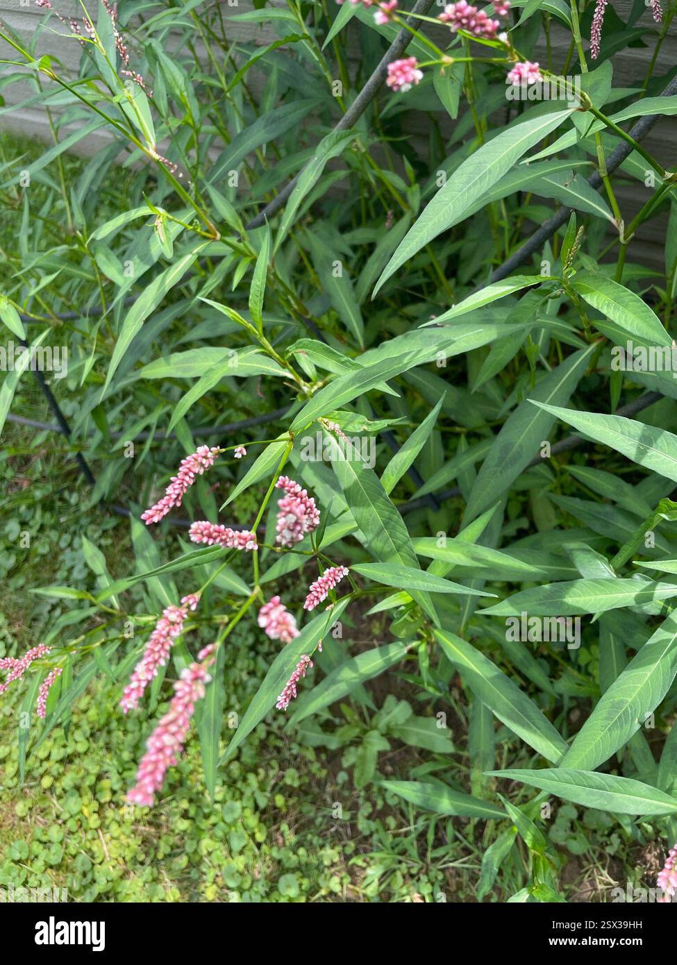 low smartweed (Persicaria longiseta), Plantae, Stonemill Rd, Storrs ...