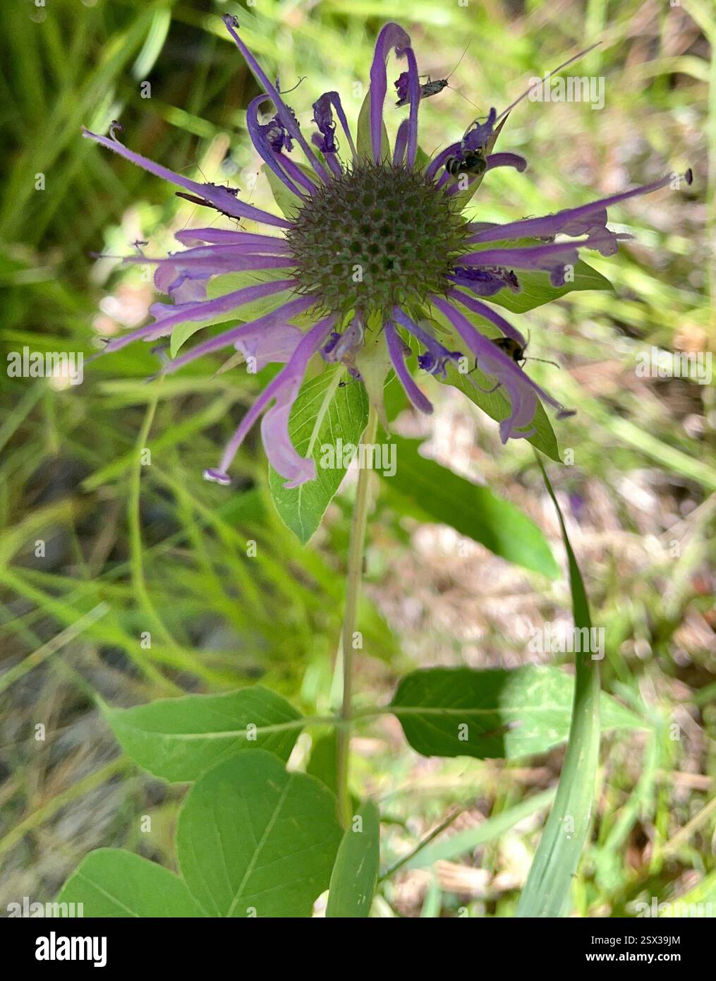 wild bergamot (Monarda fistulosa), Plantae, Bandelier National Monument ...