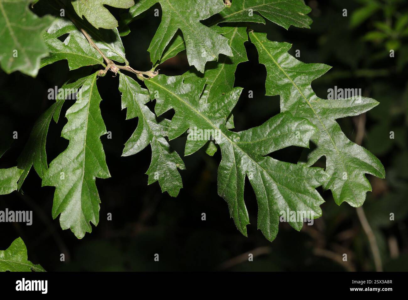 Turkey Oak (Quercus cerris), Plantae, Hale Park, High Street, Hale ...