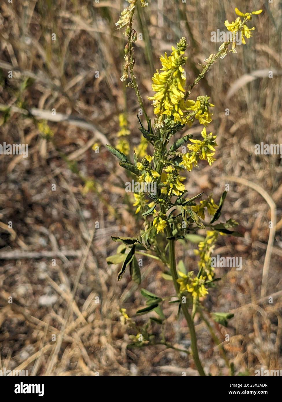 tall evening primrose (Oenothera elata), Plantae, Meredith, CO 81642 ...