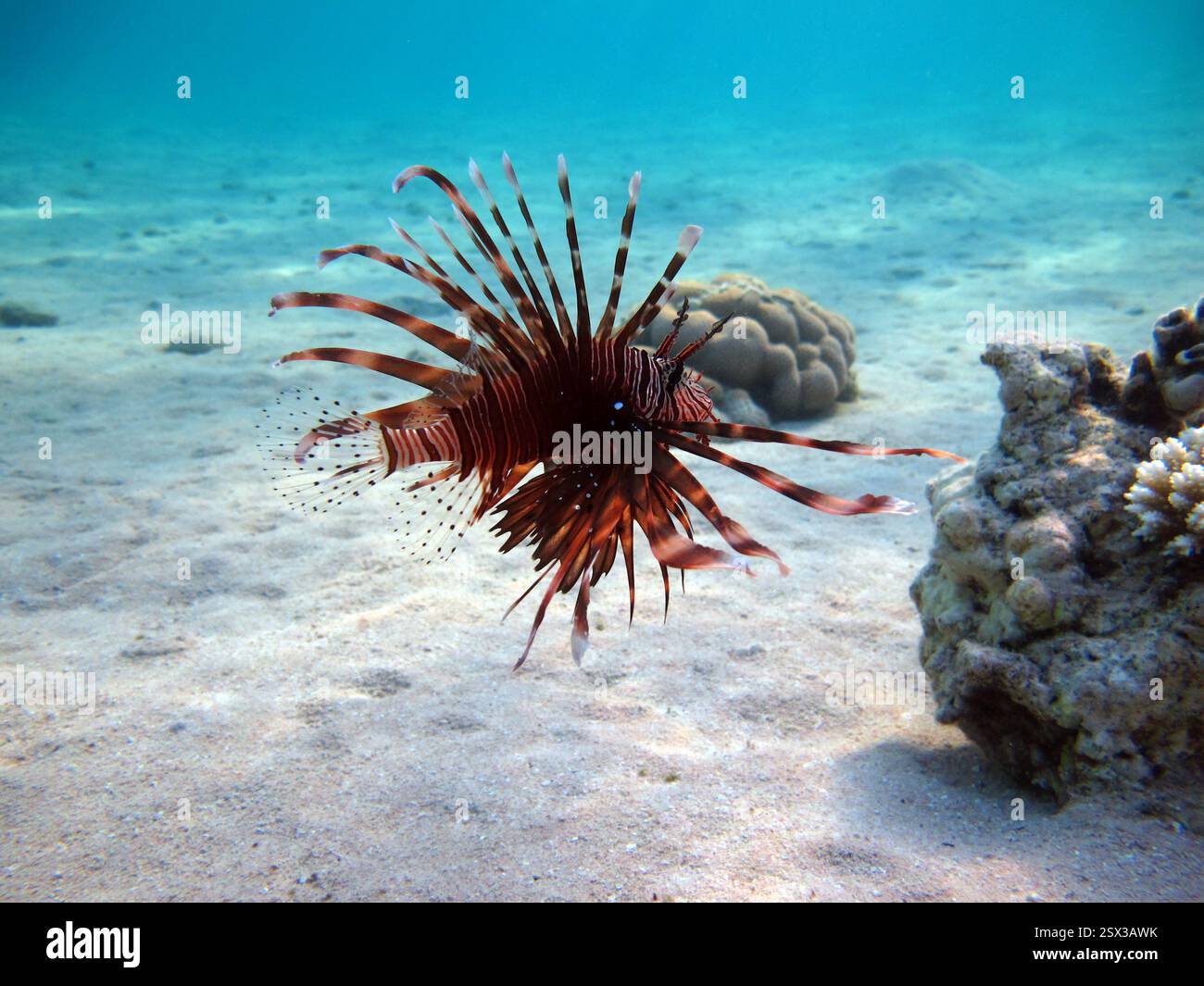 Lion Fish in the Red Sea in clear blue water hunting for food . Lion ...