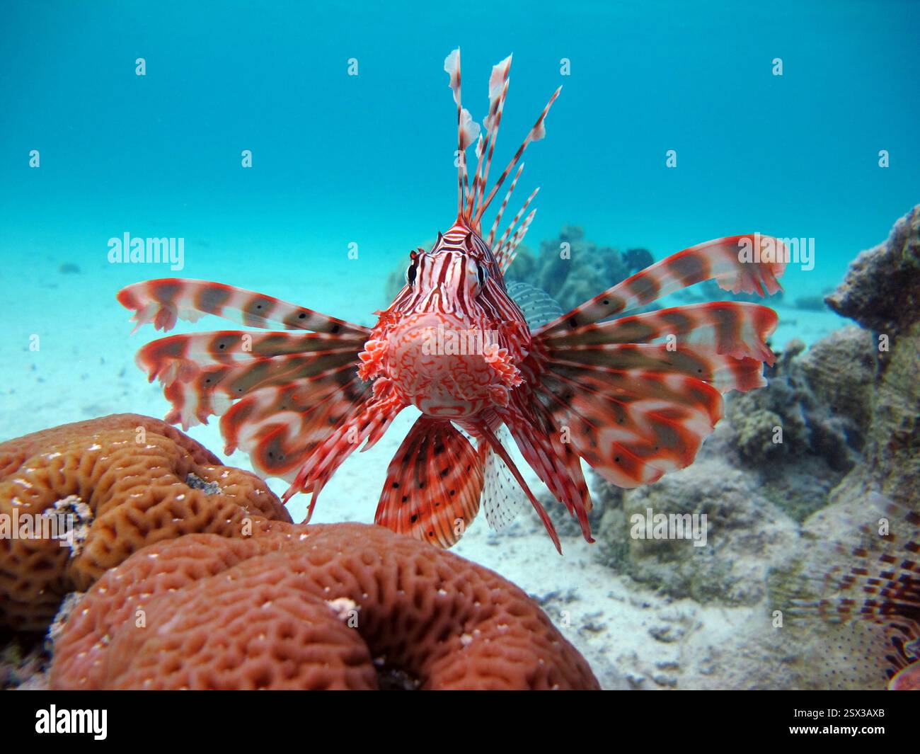 Lion Fish in the Red Sea in clear blue water hunting for food . Lion ...