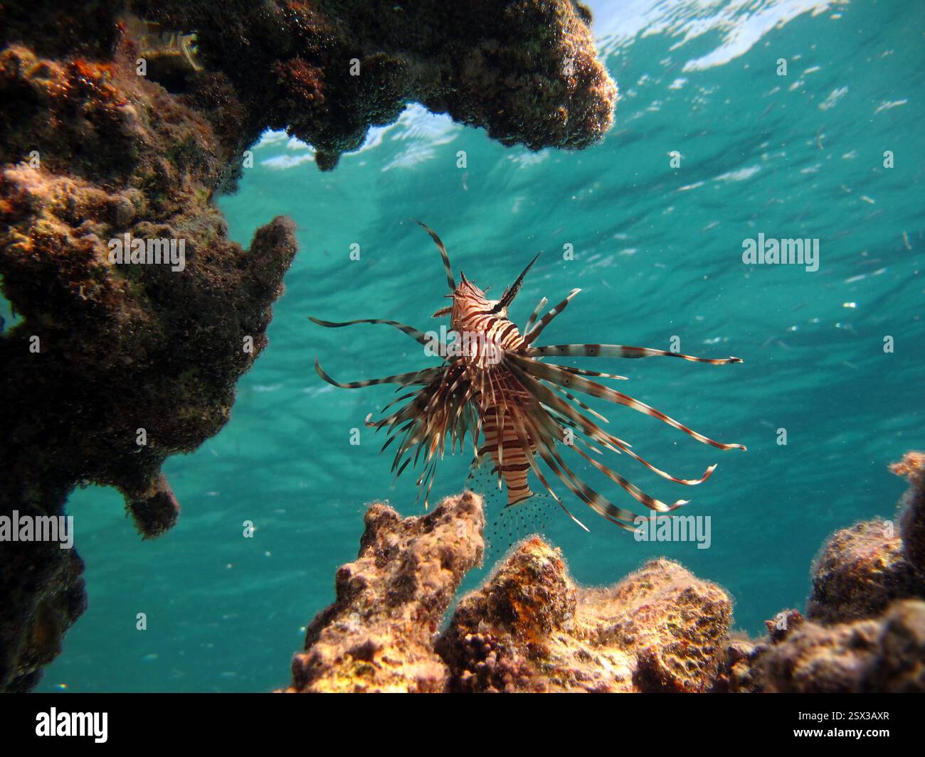 Lion Fish in the Red Sea in clear blue water hunting for food . Lion ...
