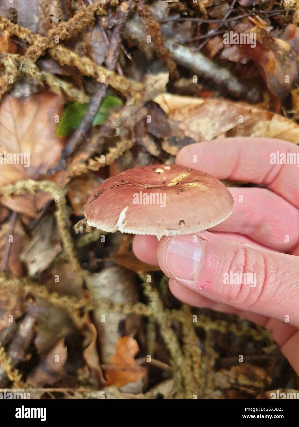 brittlegills (Russula), Fungi, Arundel BN18 0LY, UK Stock Photo - Alamy