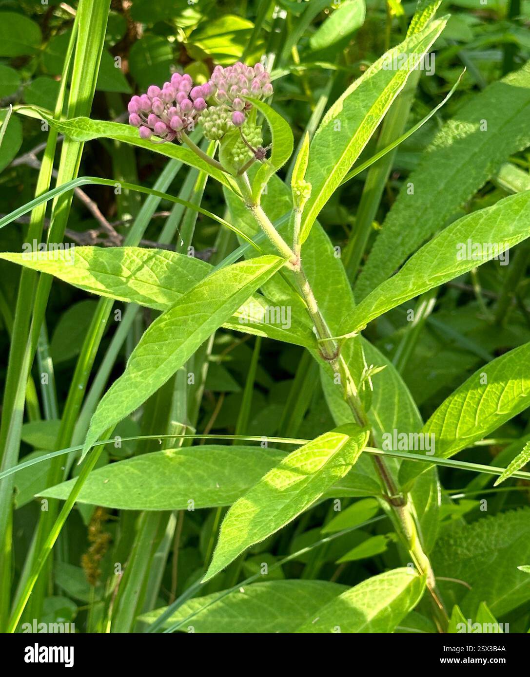 eastern swamp milkweed (Asclepias incarnata pulchra), Plantae, Penny Rd ...