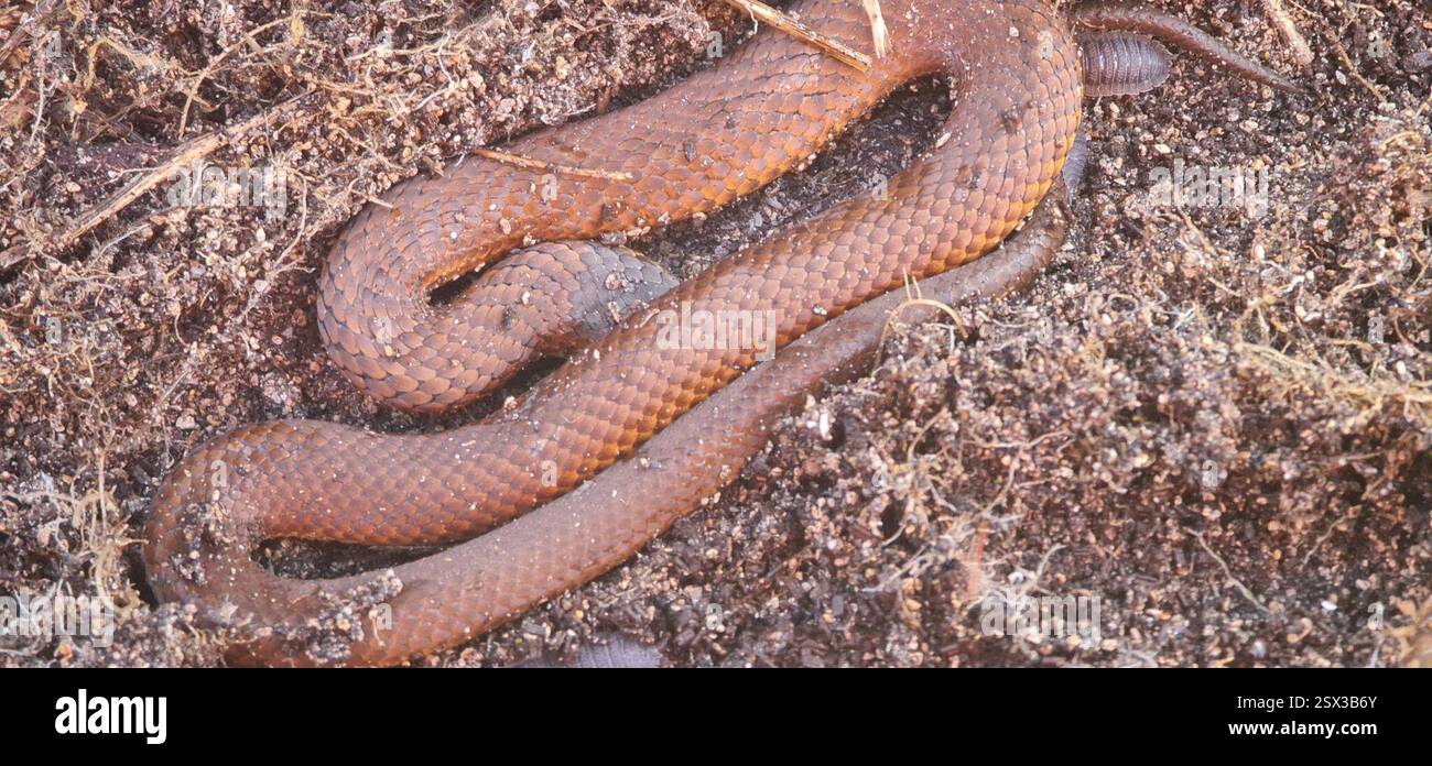 Lowlands Copperhead (Austrelaps superbus), Reptilia, Australia Stock ...