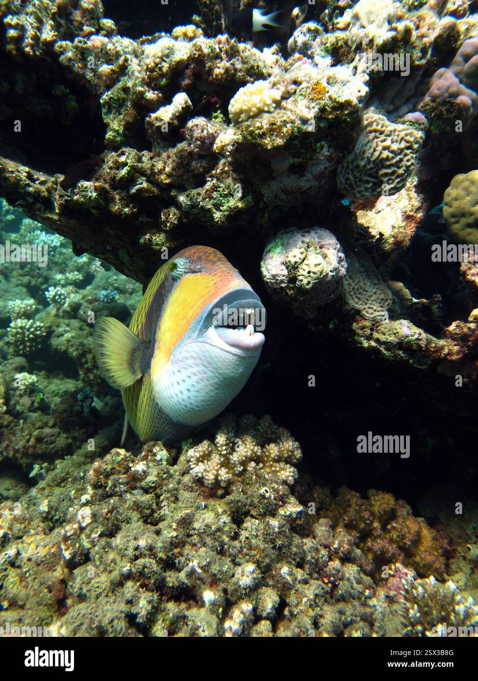 Titan Triggerfish on a tropical coral reef.The titan triggerfish, giant ...