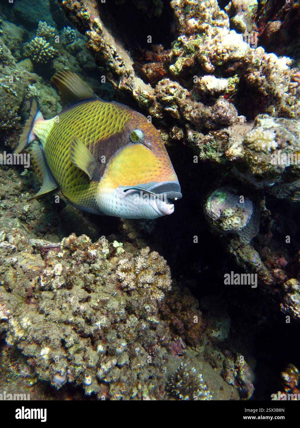 Titan Triggerfish on a tropical coral reef.The titan triggerfish, giant ...