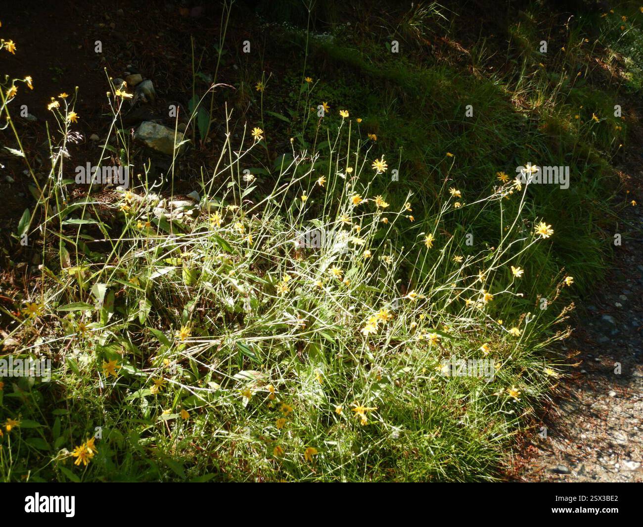 hawkweeds (Hieracium), Plantae, Angus Council, UK Stock Photo - Alamy
