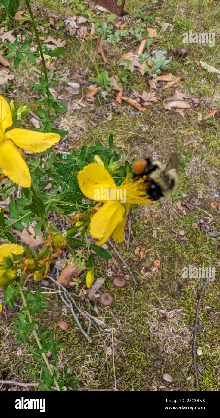Common Eastern Bumble Bee (Bombus impatiens), Insecta, Scriba, NY, USA ...
