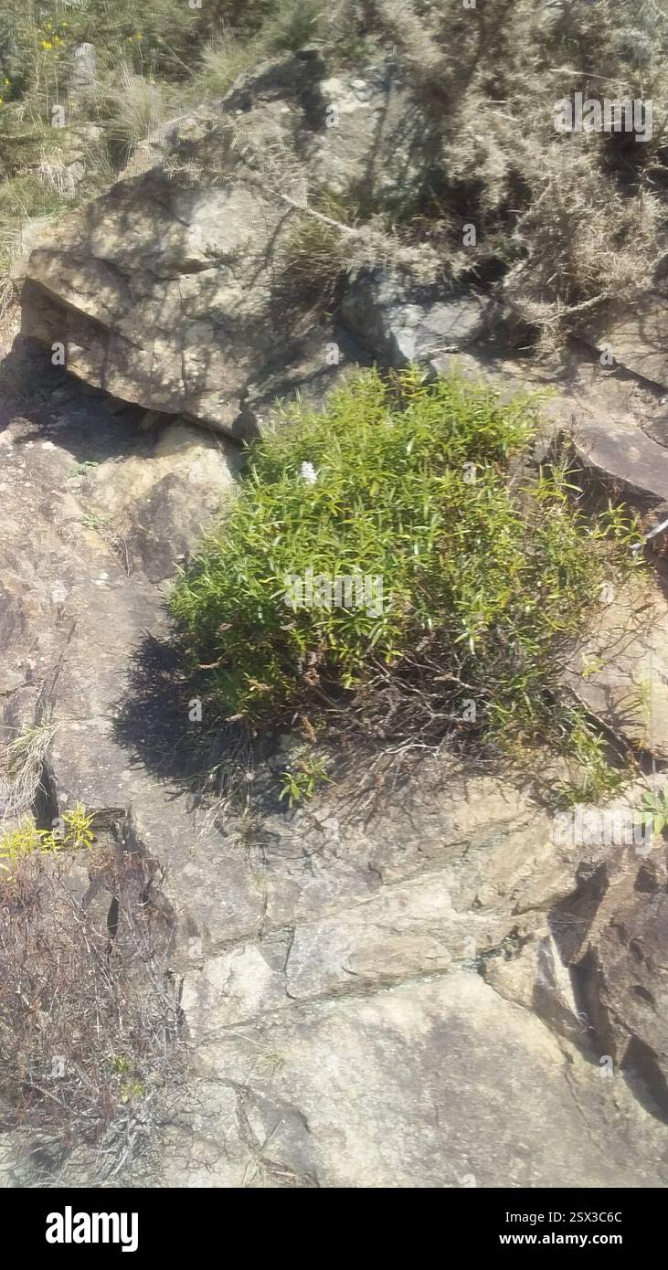 Tree Hebe (Veronica parviflora), Plantae, Nelson, NZ-NE, NZ Stock Photo ...