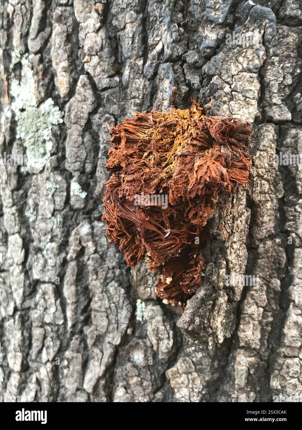 (Inonotus rickii), Fungi, Bulevar 27 de Febrero, Rosario, Santa Fe, AR ...