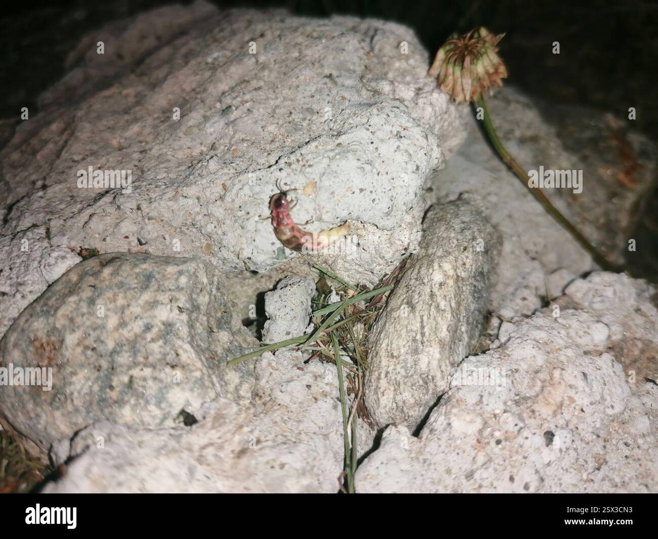 European Glow-worm (Lampyris noctiluca), Insecta, Rifugio Guido Muzio ...